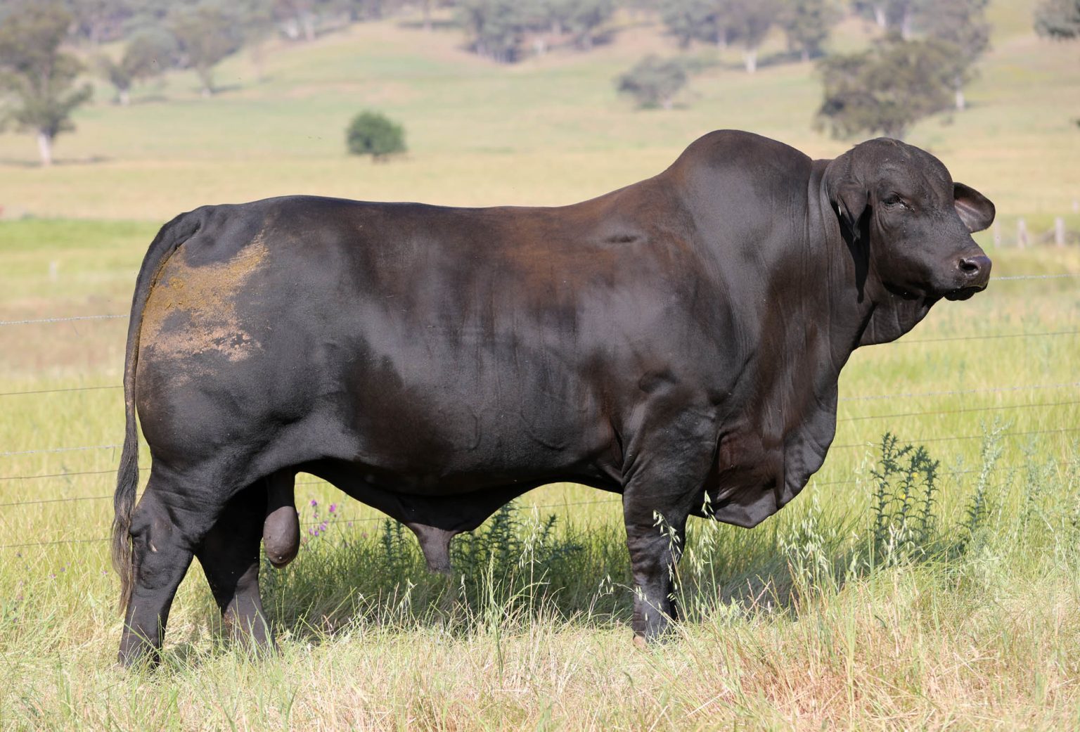 Home - Hewitt Beef Sires