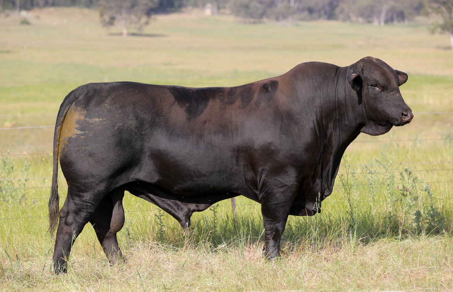 Home - Hewitt Beef Sires