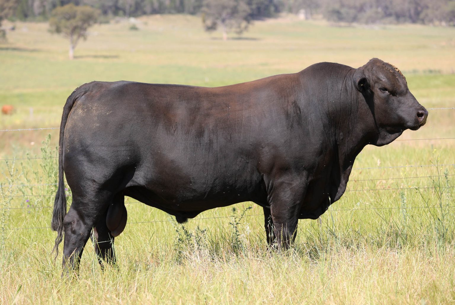 Home - Hewitt Beef Sires