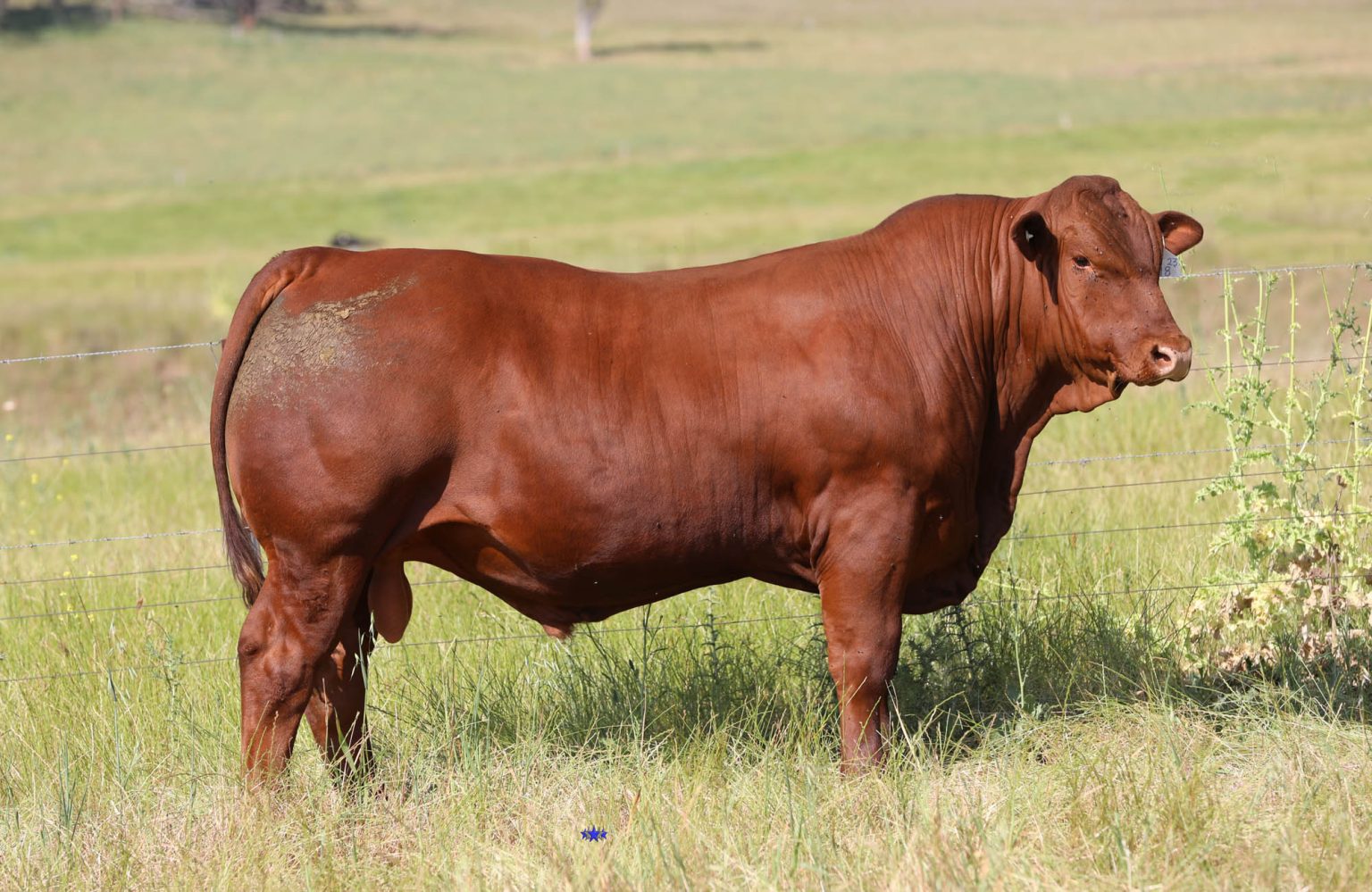 Home - Hewitt Beef Sires