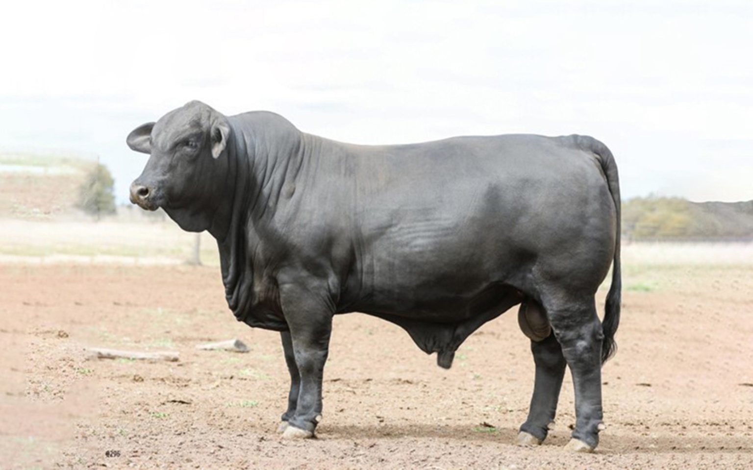 Home - Hewitt Beef Sires